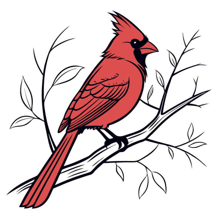 Outline Cardinal Bird Clipart | Free Png, Svg, Vector