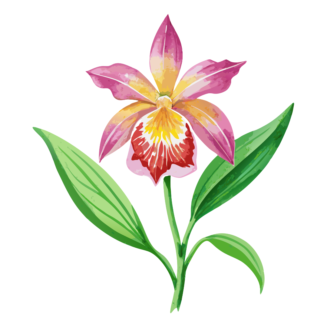 Transparent Orchid Png | Free Png, Svg, Vector